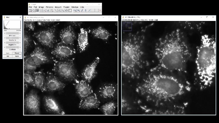 Cell Image Analysis Part 1 David Julian University