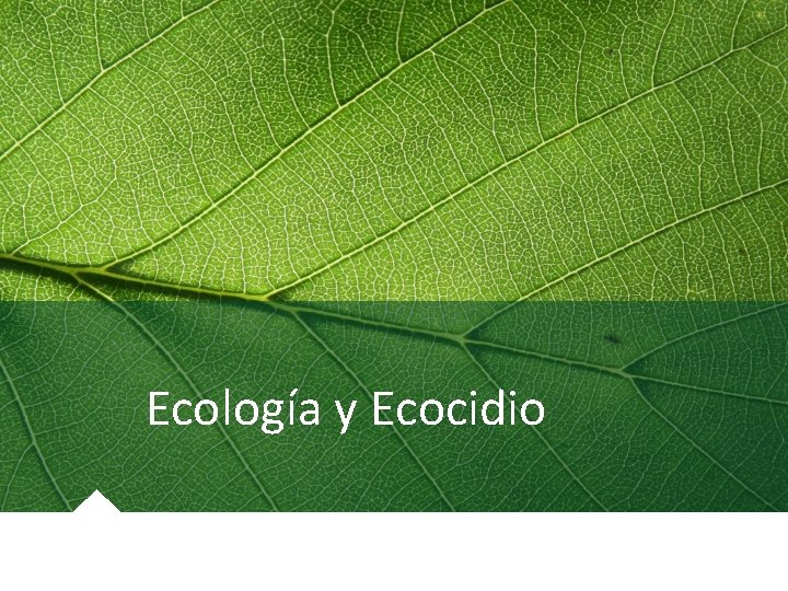 Ecologa y Ecocidio En qu consiste el ecocidio