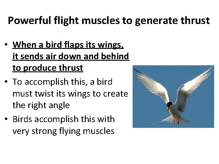 How Living Things Fly Characteristics of flying birds