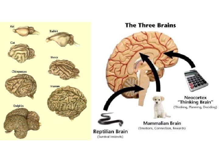 MEMORY A DIVINE RESOURCE YOUR FUTURE DEPENDS ON