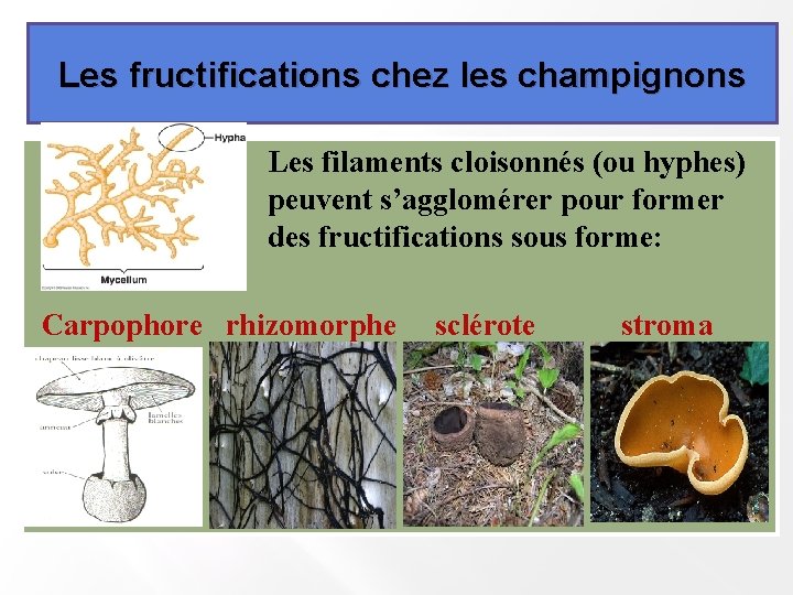 MODULE Biologie des Organismes Vgtaux BOV PARTIE THALLOPHYTES