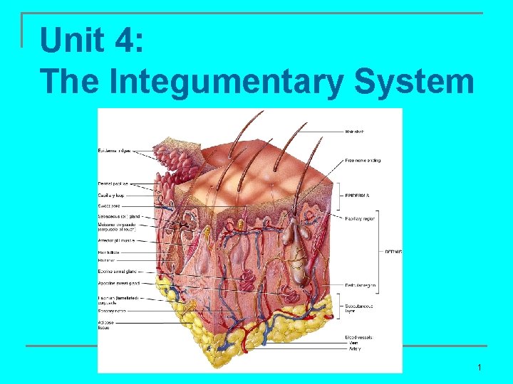 Unit 4 The Integumentary System Copyright 2009 John