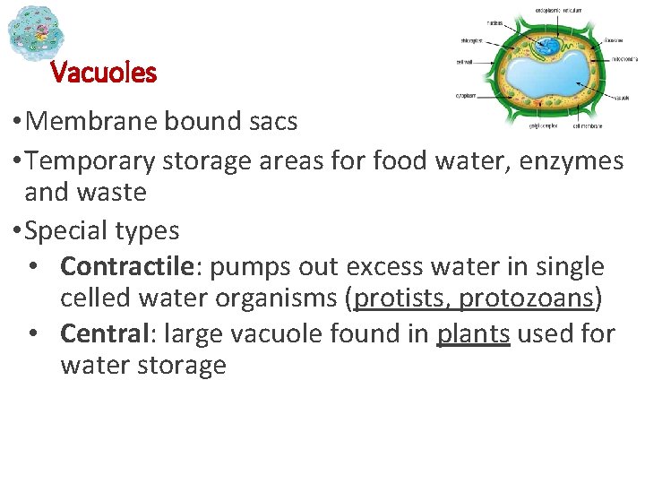 The Cell First view of cells Robert Hooke
