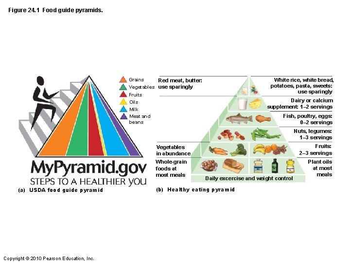 Figure 24 1 Food guide pyramids Grains White