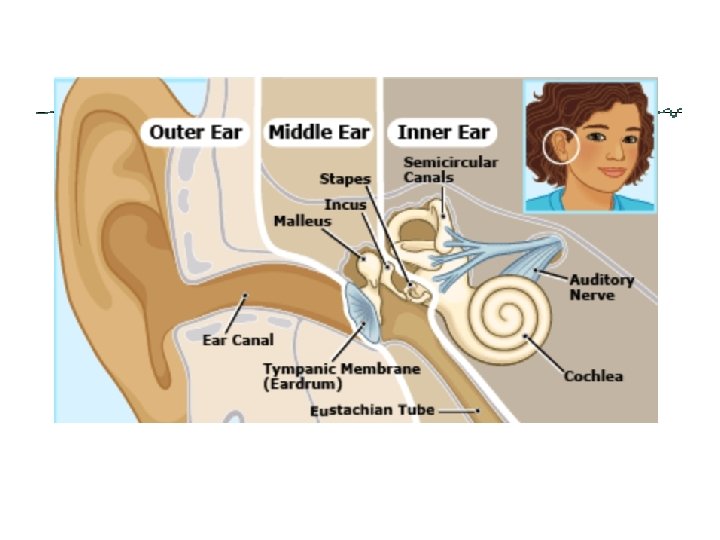 Module 1 Ear Anatomy Basic Pathology Section A