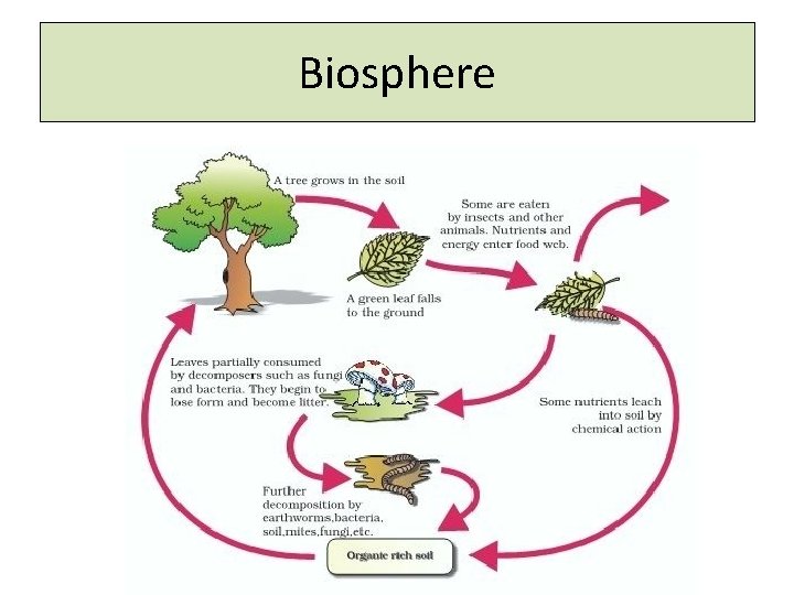 Carbon Cycle 8 3 3 Carbon Cycle I