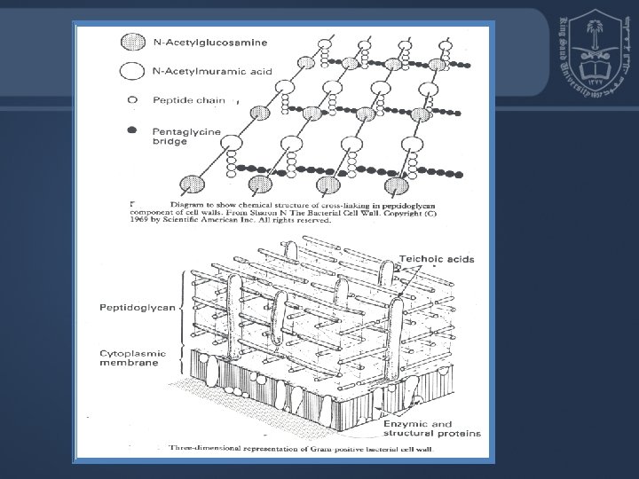 Bacterial Structure Genetics Foundation Block Microbiology Prof Hanan