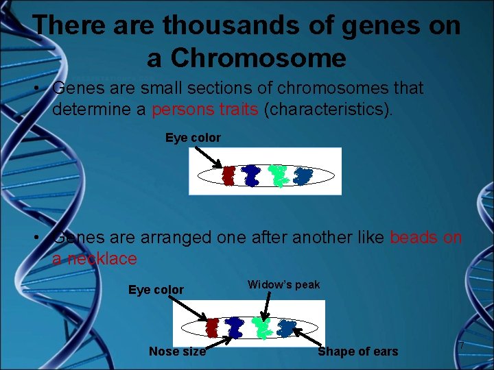 Inheritance of Traits An Introduction to Genetics Human