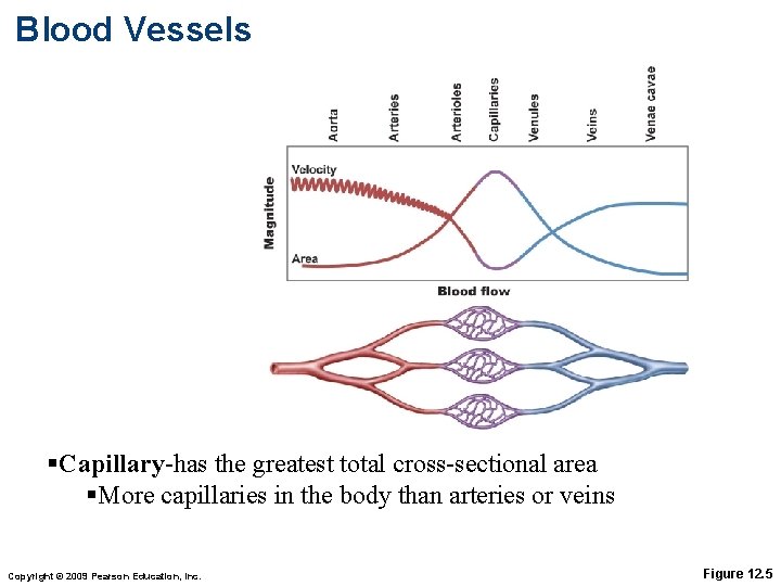 The Cardiovascular System The cardiovascular system is composed