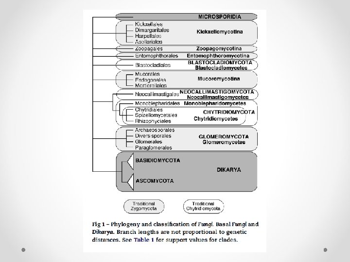 Cyathus sp Basidiomycota Hongos BIOL 3052 Fig 31