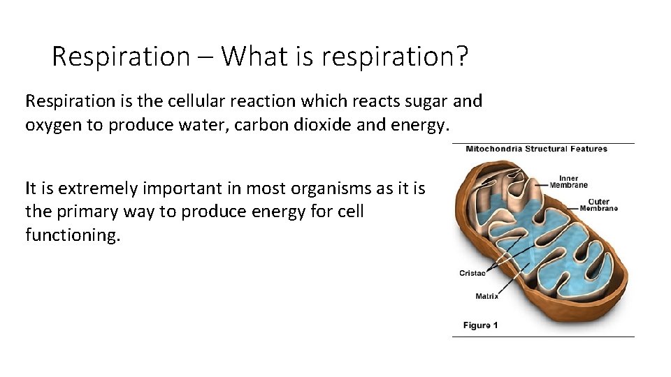 Respiration and photosynthesis Leading Questions Why do we
