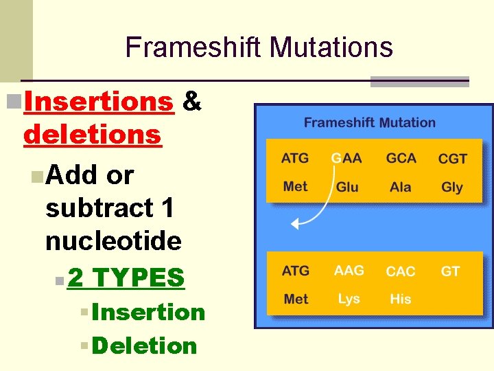 Mutations Lecture Honors Biology Ms Day Review Mutations