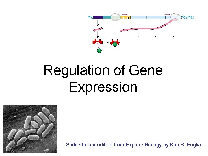 Regulation of Gene Expression Slide show modified from