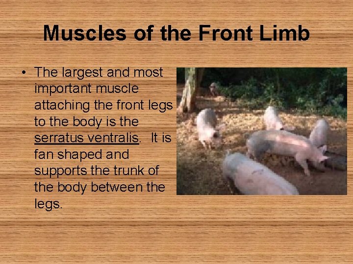 The Muscular System Function of the muscular system