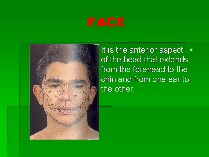 FACE It is the anterior aspect of the