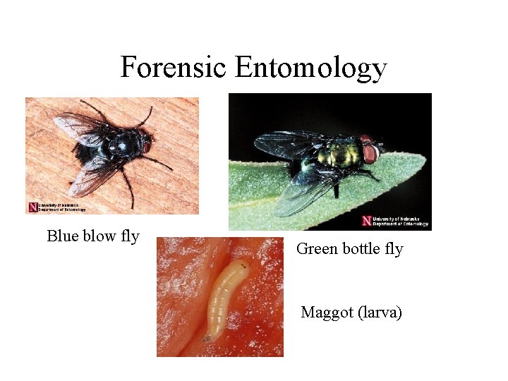 Forensic Entomology Blue blow fly Green bottle fly