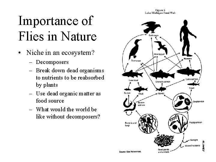 Forensic Entomology Blue blow fly Green bottle fly