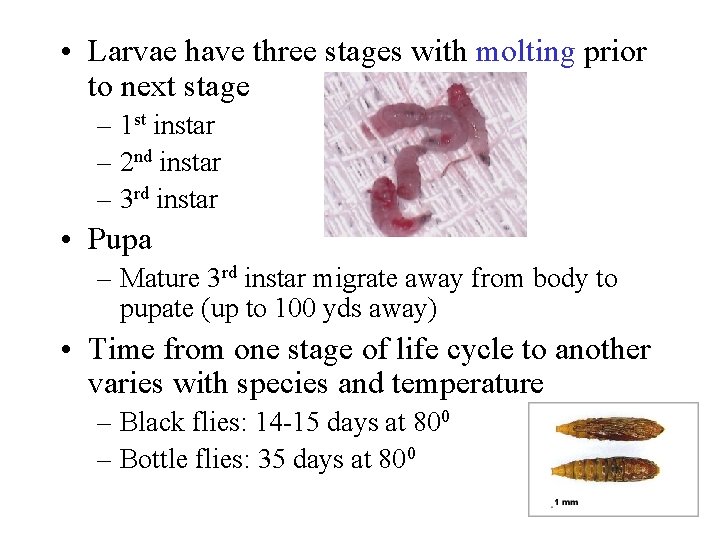 Forensic Entomology Blue blow fly Green bottle fly