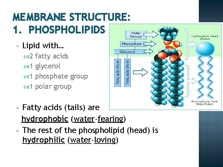 4 3 MEMBRANE STRUCTURE Biology I MEMBRANE FUNCTION