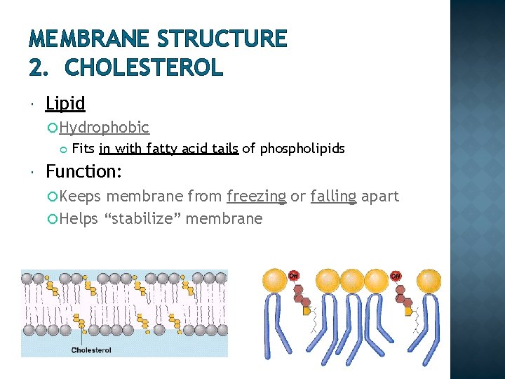 4 3 MEMBRANE STRUCTURE Biology I MEMBRANE FUNCTION