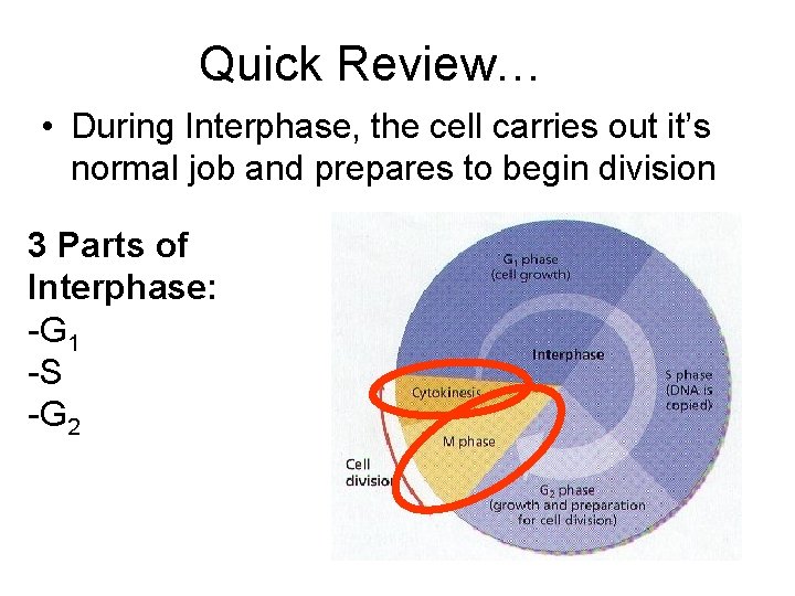Mitosis Quick Review During Interphase the cell carries
