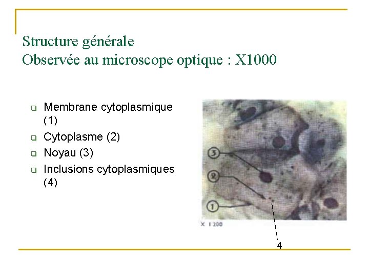 Unit denseignement 2 1 S 1 Biologie Fondamentale