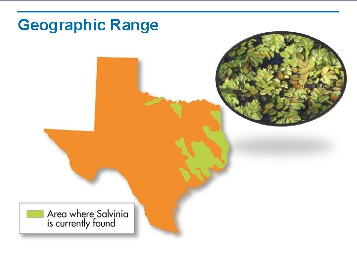 How Populations Grow Learning Objectives Describe how ecologists