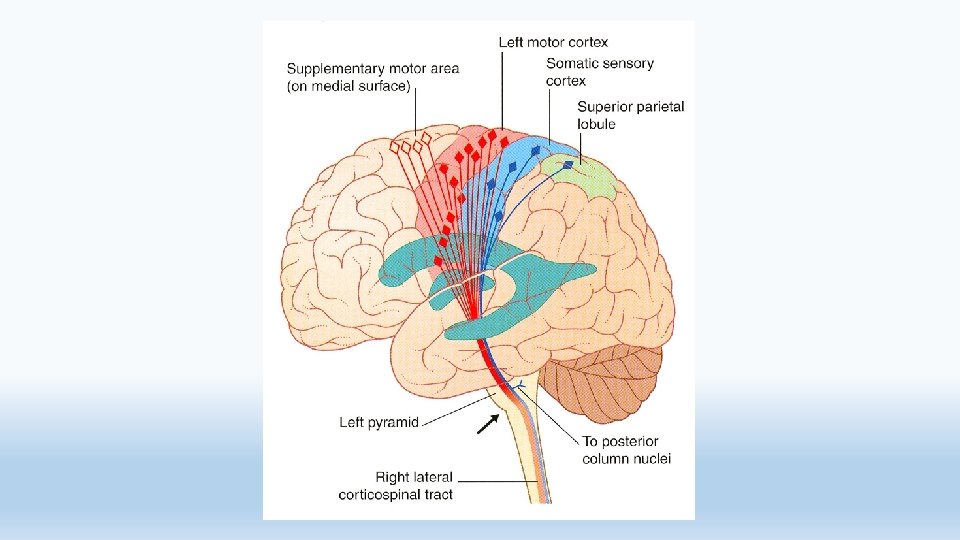 Motorische Bahnsysteme Pyramidenbahm Dr Erzsbet Fehr Motorischer Cortex