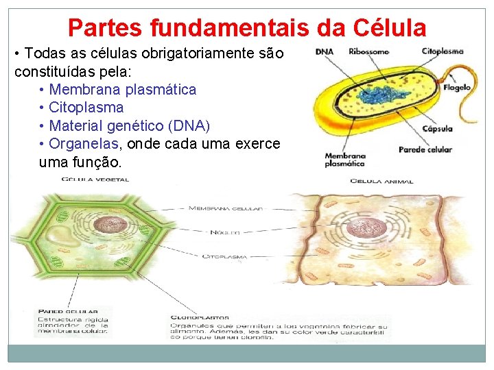 Biologia Celular Partes fundamentais da Clula Todas as