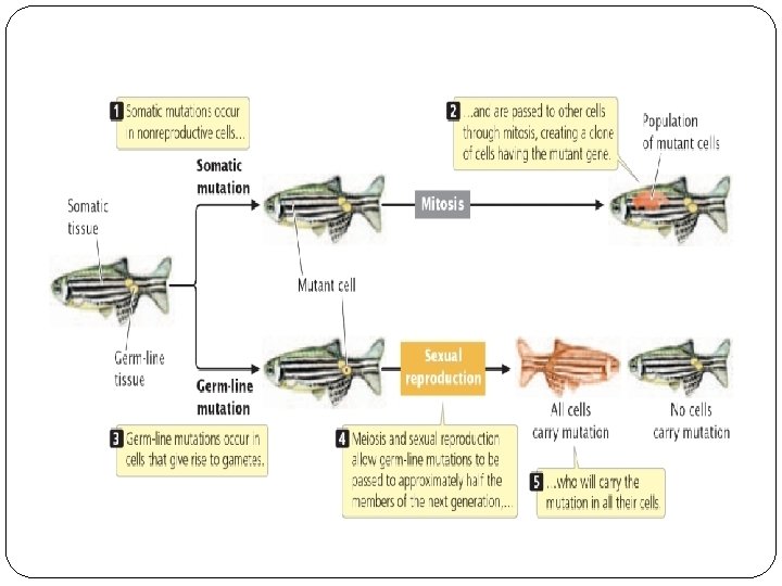 Mutations Mutations A permanent change in a cells