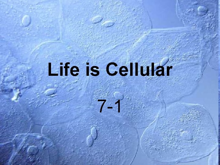 Life is Cellular 7 1 1660s Anton van