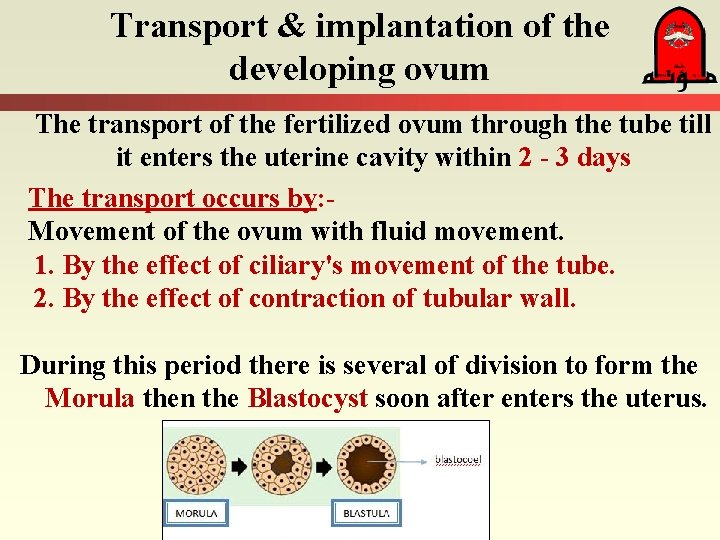 Physiology Urogenital System Genital L 6 Physiology of