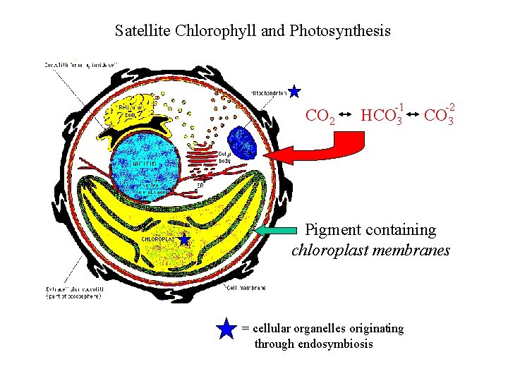 Ocean Biology Phytoplankton in Biospheric Processes Chlorophytes ...