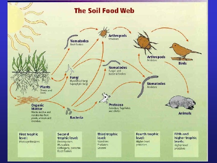 Chapter 5 etc Soils formation and fertility Outline