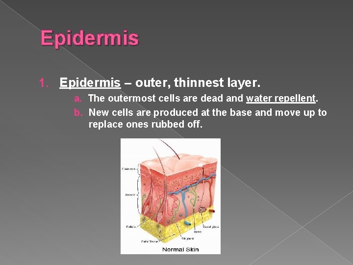 Human Body Systems Unit The Skin Three Layers