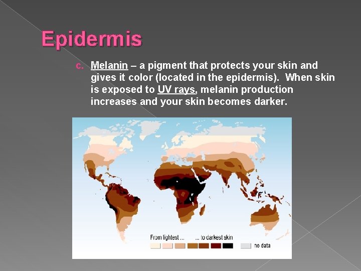 Human Body Systems Unit The Skin Three Layers