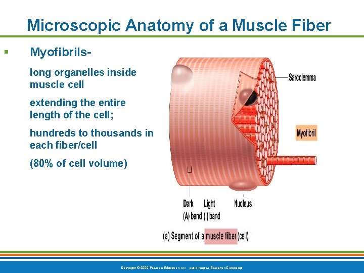 Microscopic Anatomy of a Muscle Fiber Copyright 2009