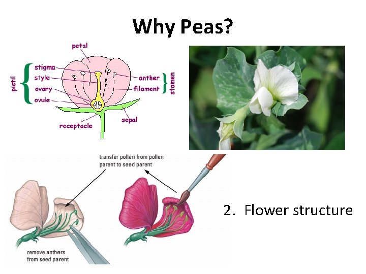 Mendelian Genetics Concept Teaching Workshop SBI 11 U