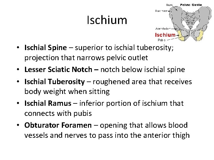 Bones of the Pelvic Girdle Formed by two