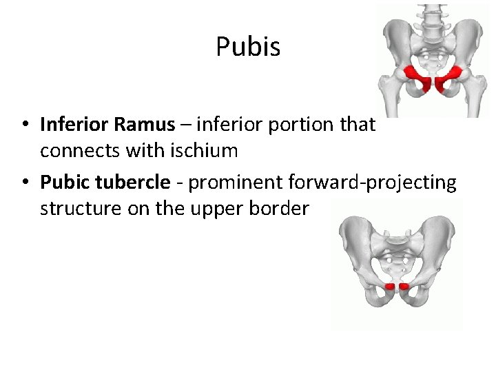 Bones of the Pelvic Girdle Formed by two