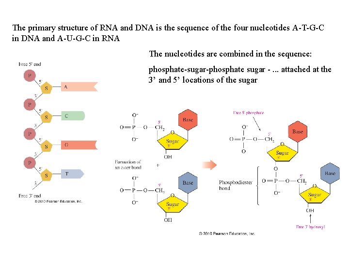 Lecture 21 Nucleic Acids Nucleic acids are molecules