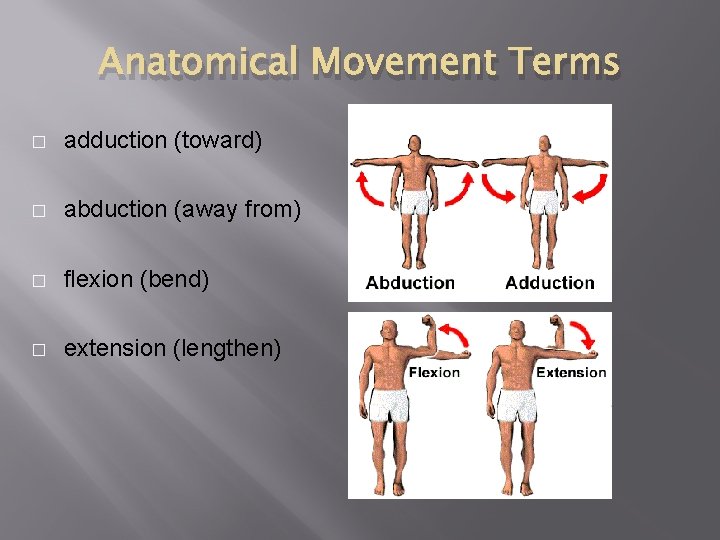 ANATOMY PHYSIOLOGY Directional Terms and Body Cavities y