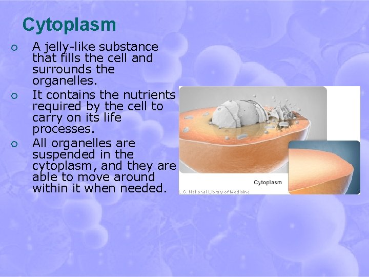Biology Lesson 2 Animal Plant Cells The Cell