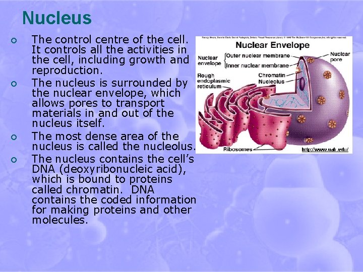 Biology Lesson 2 Animal Plant Cells The Cell