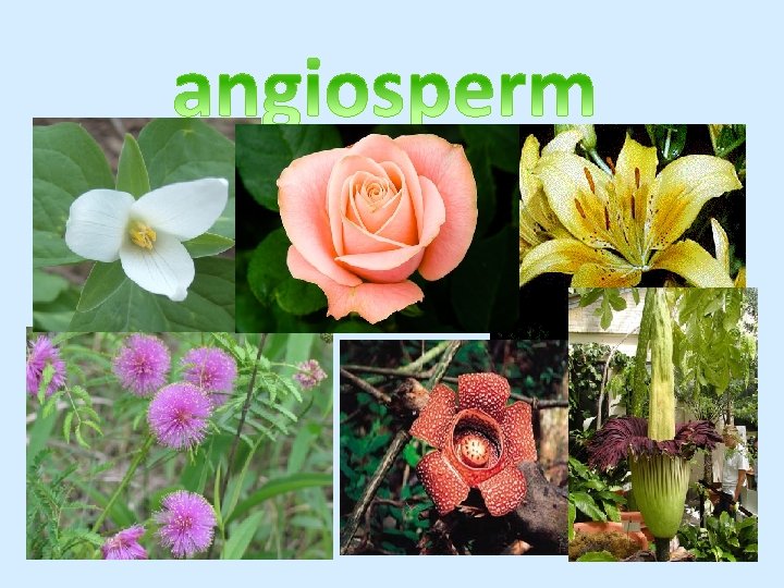 The Flower and Its Pollination In angiosperms meiosis