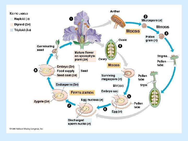 The Flower and Its Pollination In angiosperms meiosis