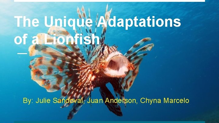 The Unique Adaptations of a Lionfish By Julie