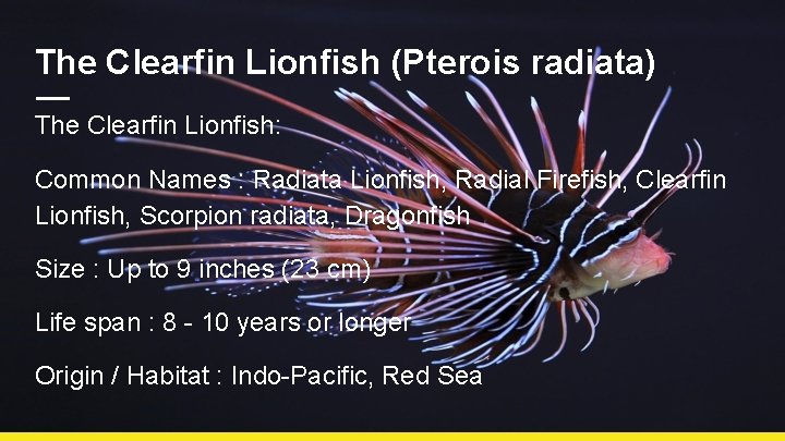 The Unique Adaptations of a Lionfish By Julie