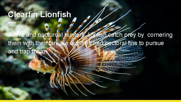 The Unique Adaptations of a Lionfish By Julie
