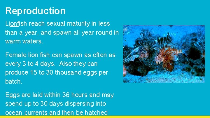 The Unique Adaptations of a Lionfish By Julie